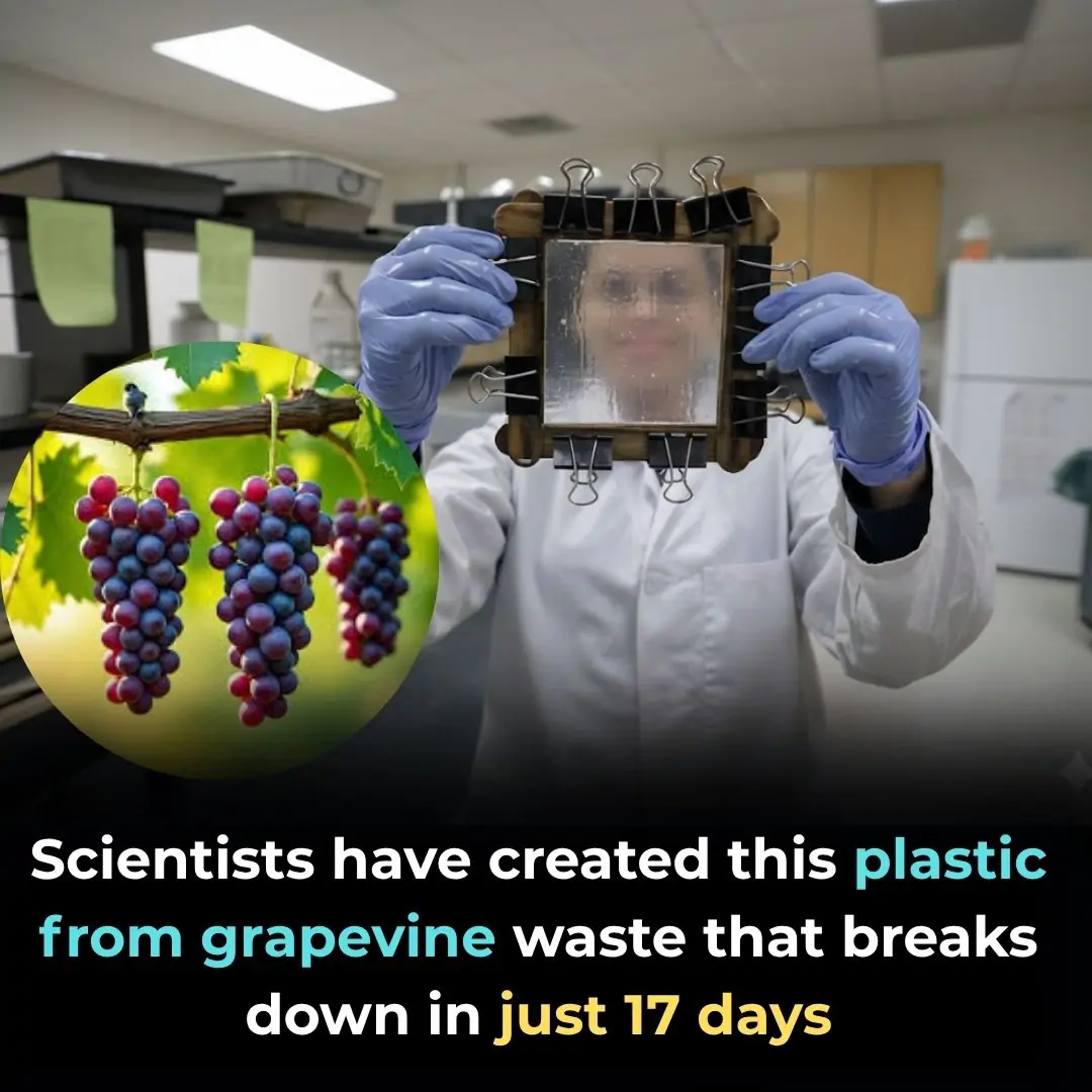Scientists Turn Wine Waste Into Biodegradable Plastic That Breaks Down ...