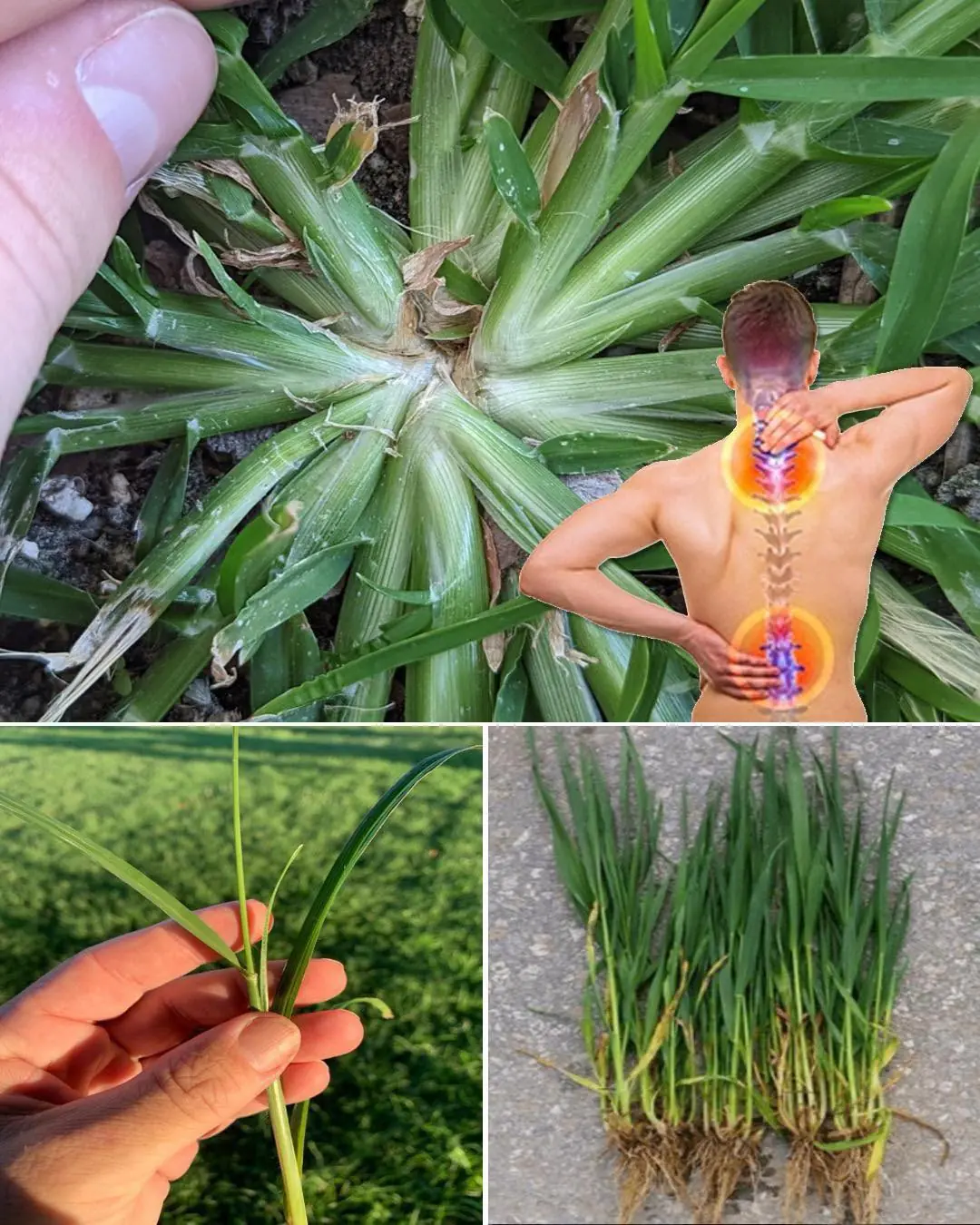Goosegrass: Health Benefits and Uses
