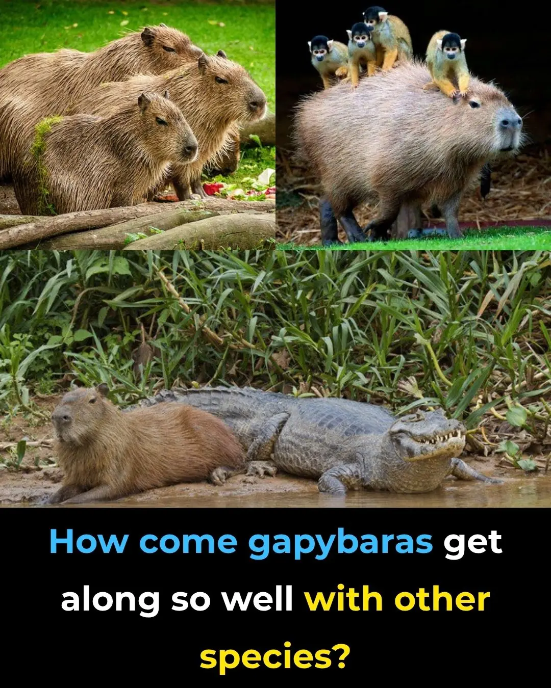 How Come Capybaras Get Along So Well With Other Species?