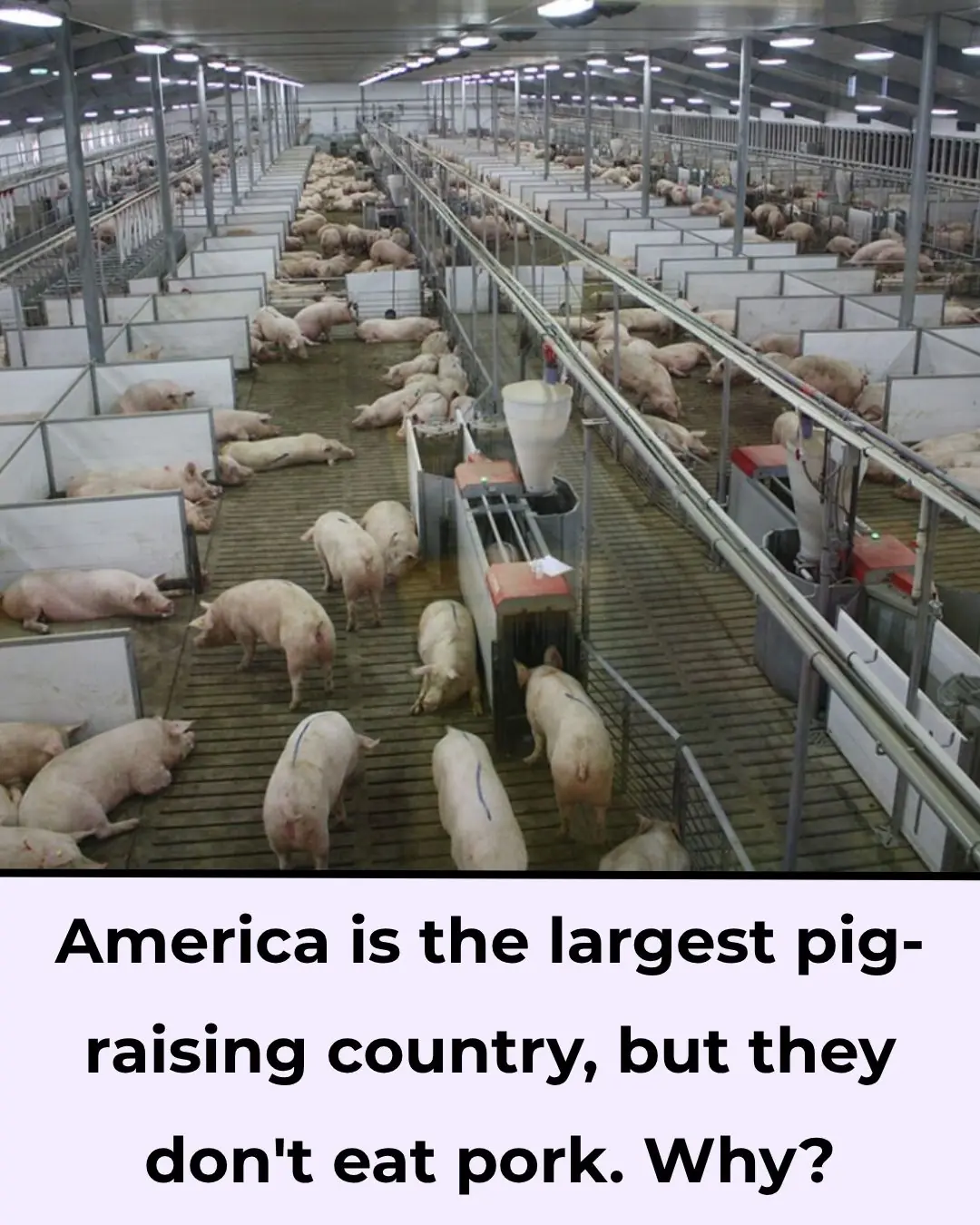 America is the largest pig-raising country, but they do not eat pork ...