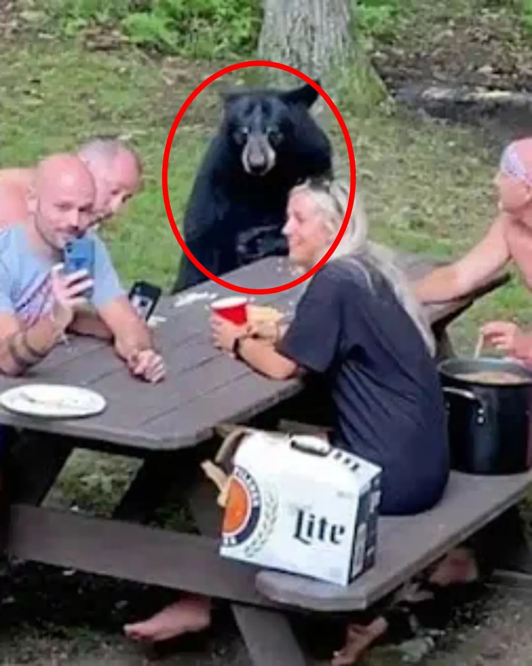 A Bear, a Picnic, and a Peanut Butter Sandwich: The Day Nature Sat Down ...