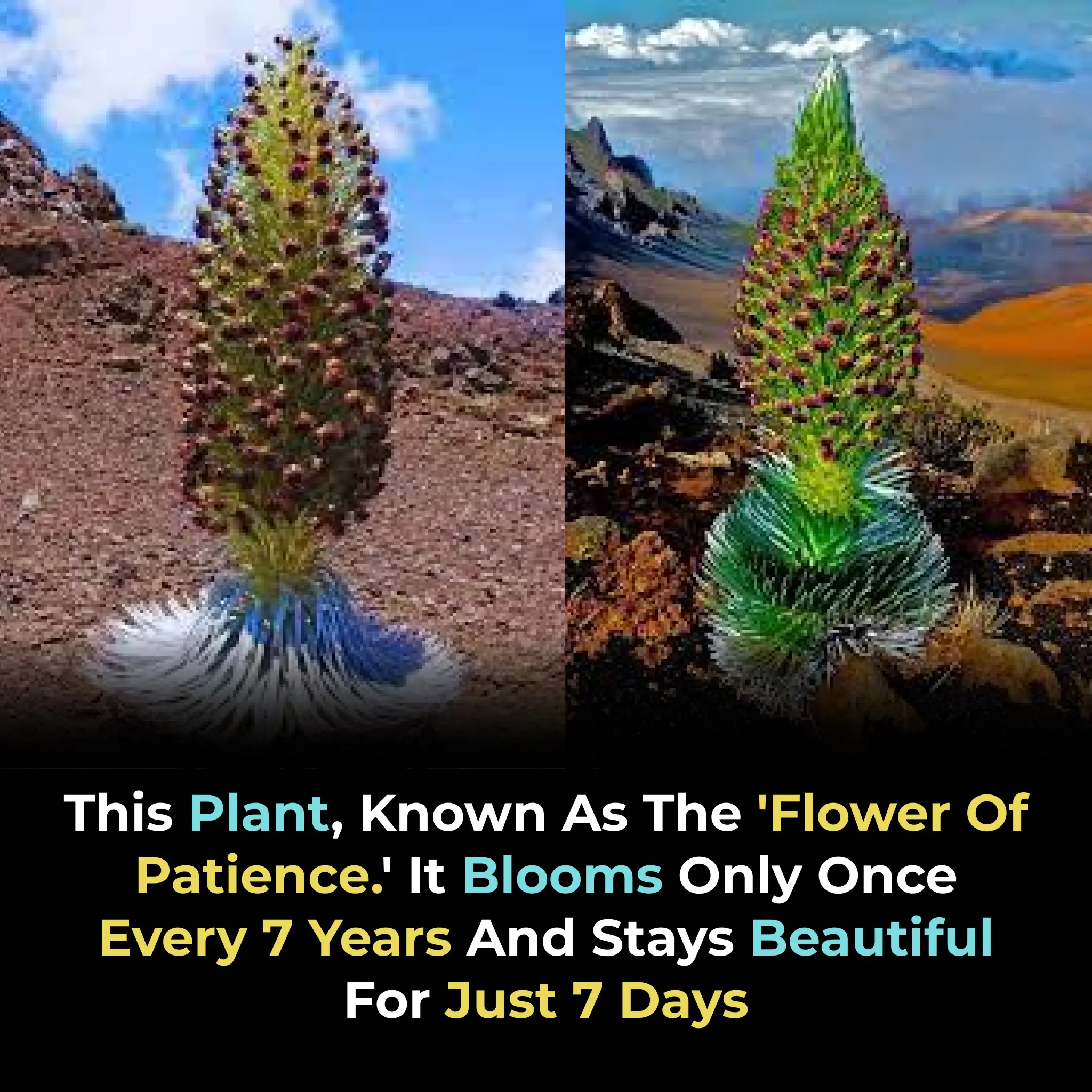 The Haleakalā Silversword: A Triumph of Patience and Resilience