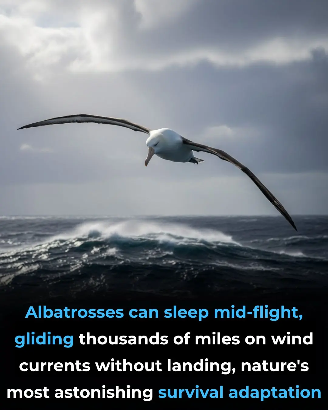 The Extraordinary Flight and Sleep Adaptations of the Albatross: Nature ...