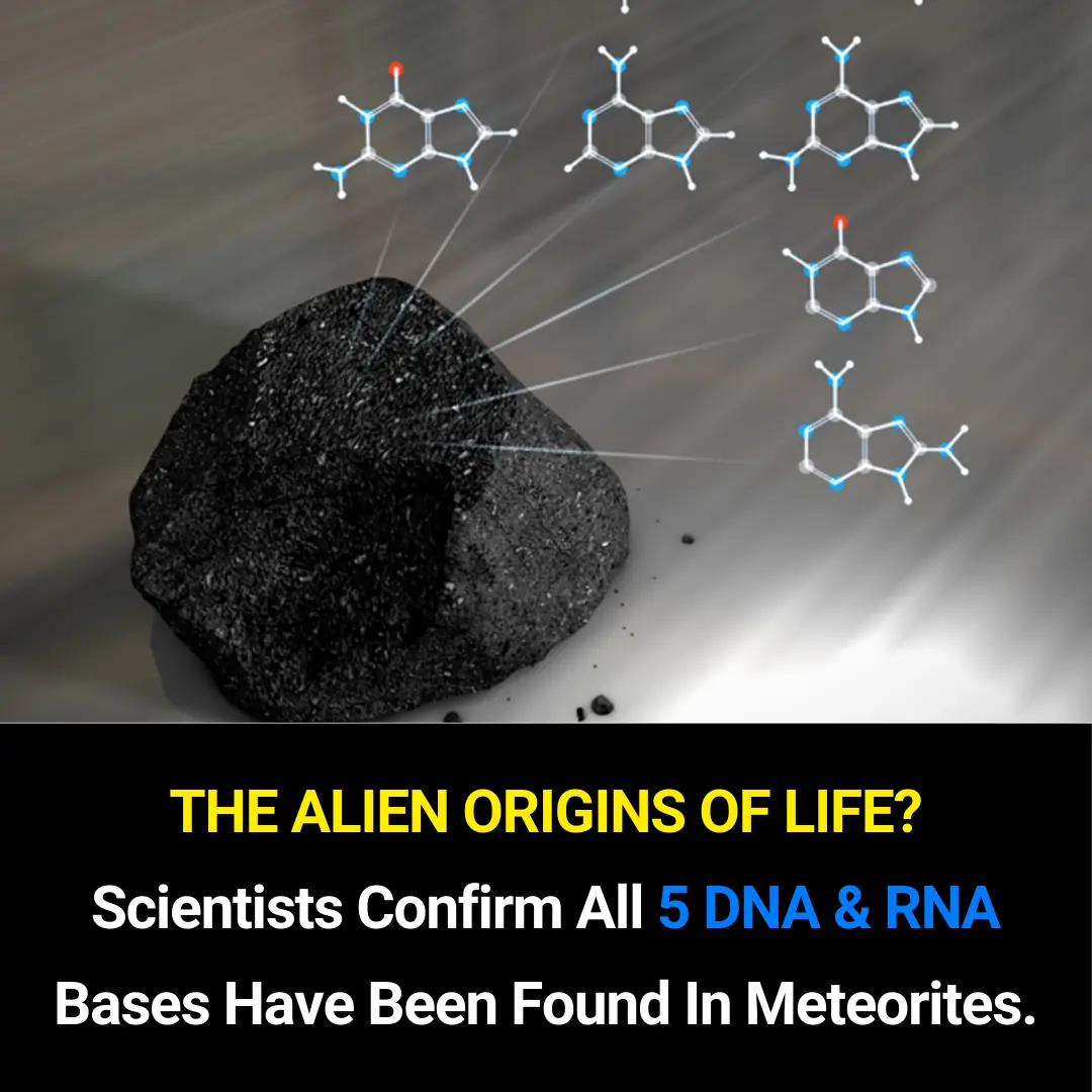 All 5 DNA & RNA Building Blocks Found in Meteorites: A Major Clue to ...