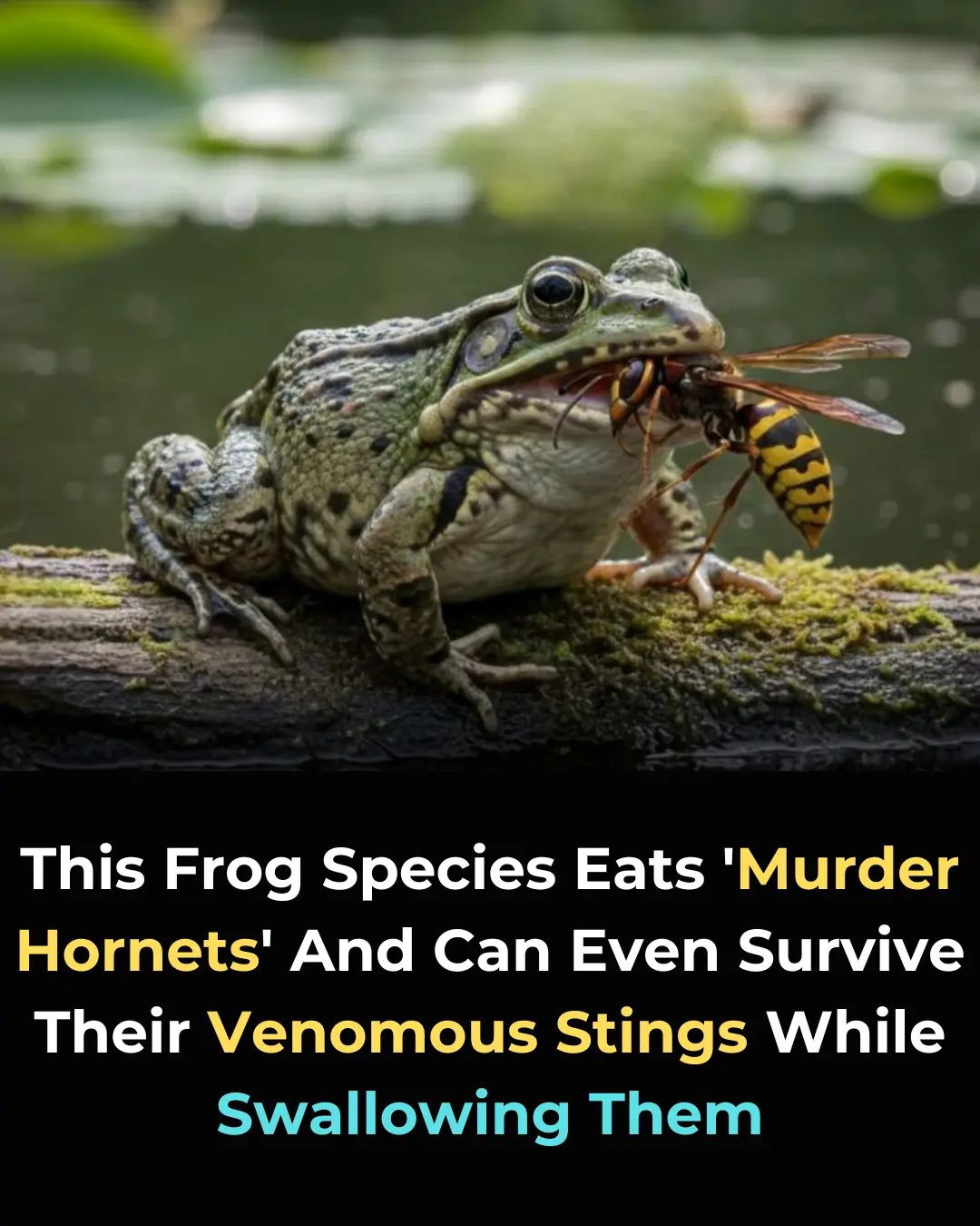 Japanese Scientists Discover Frog's Superpower: A Potential ...
